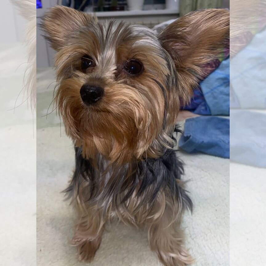 Йоркширский терьер мини щенки