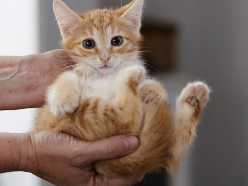 Котик Рыжик 2 месяца