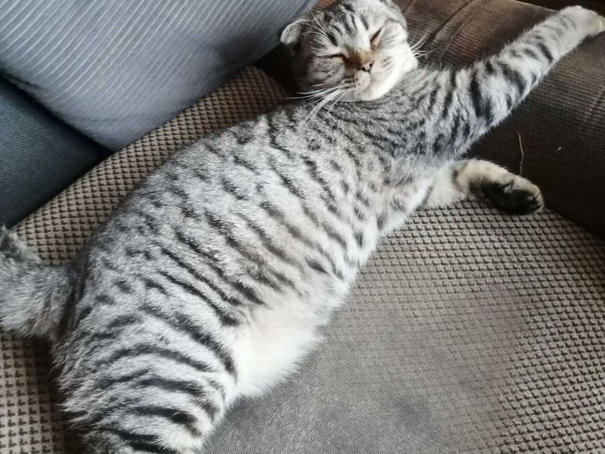 Вислоухий тигренок