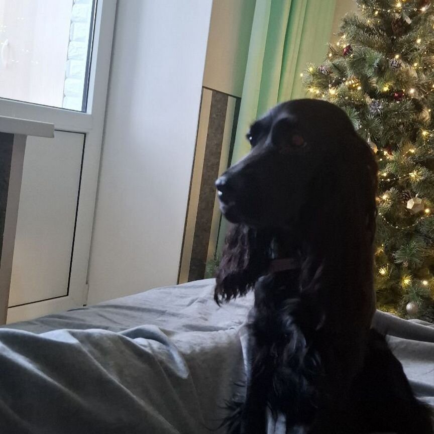 Вязка собак спаниель