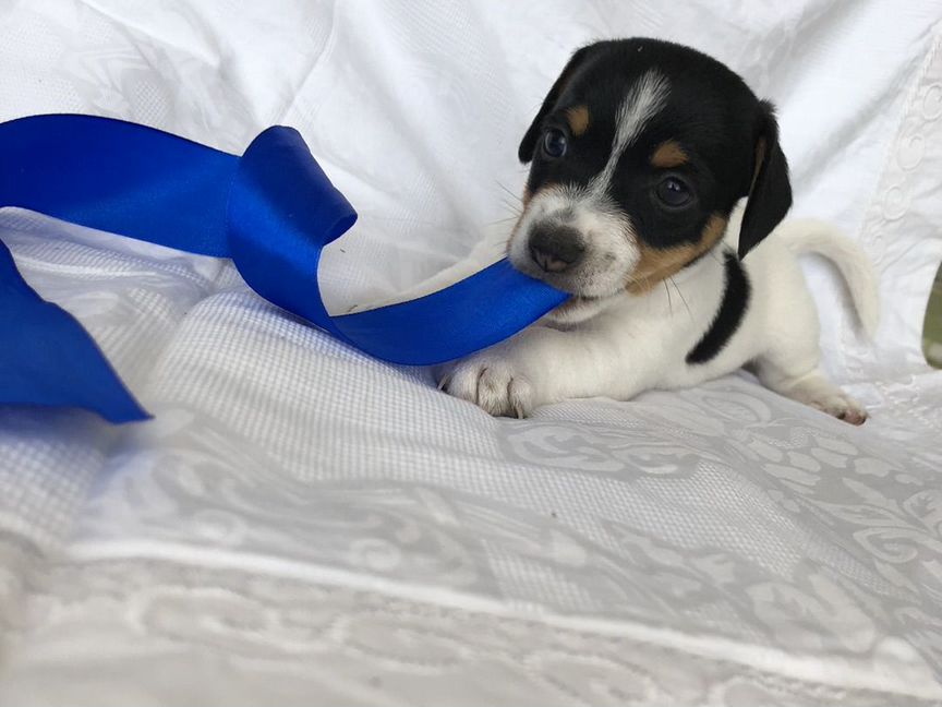 Собака Джэк рассел терьер