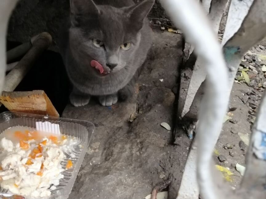 Котята в добрые руки бесплатно