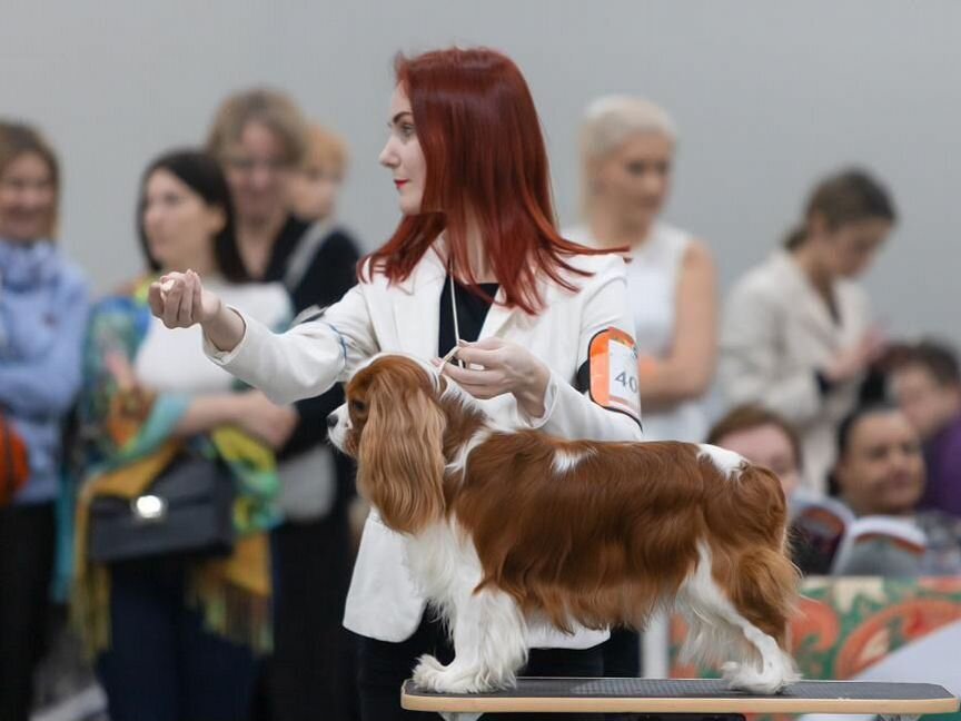 Вязка кавалер кинг чарльз спаниель кобель