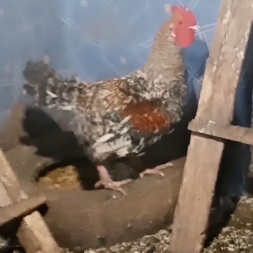 Молодые петухи