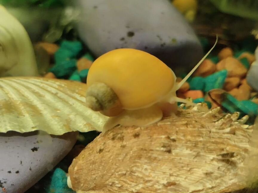 Улитки ампулярии