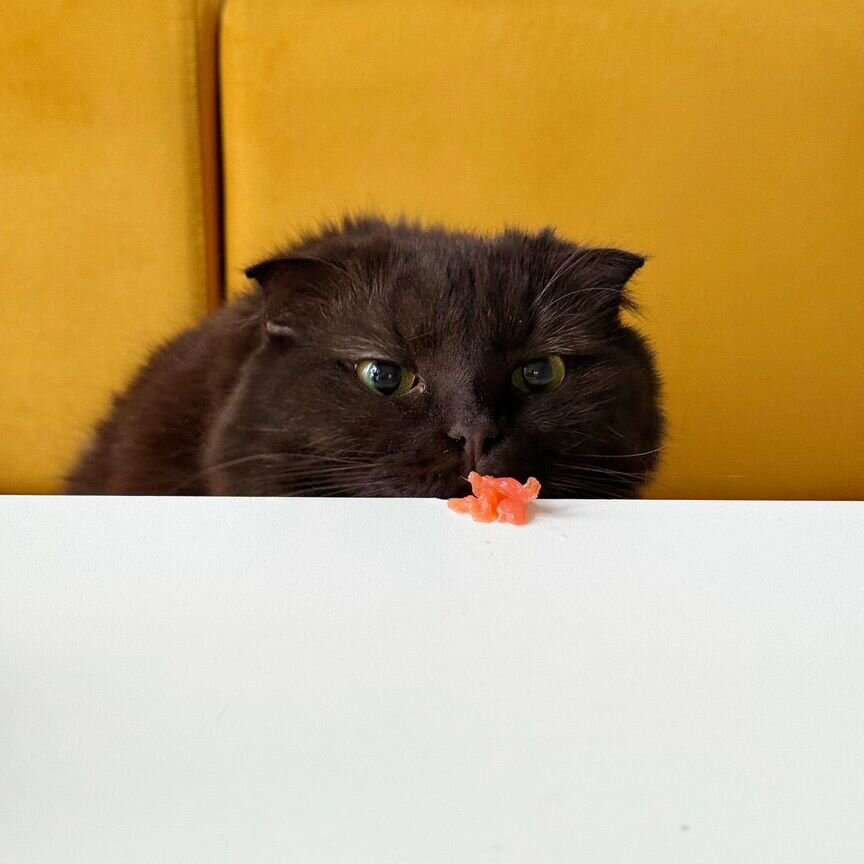 Котик в добрые руки