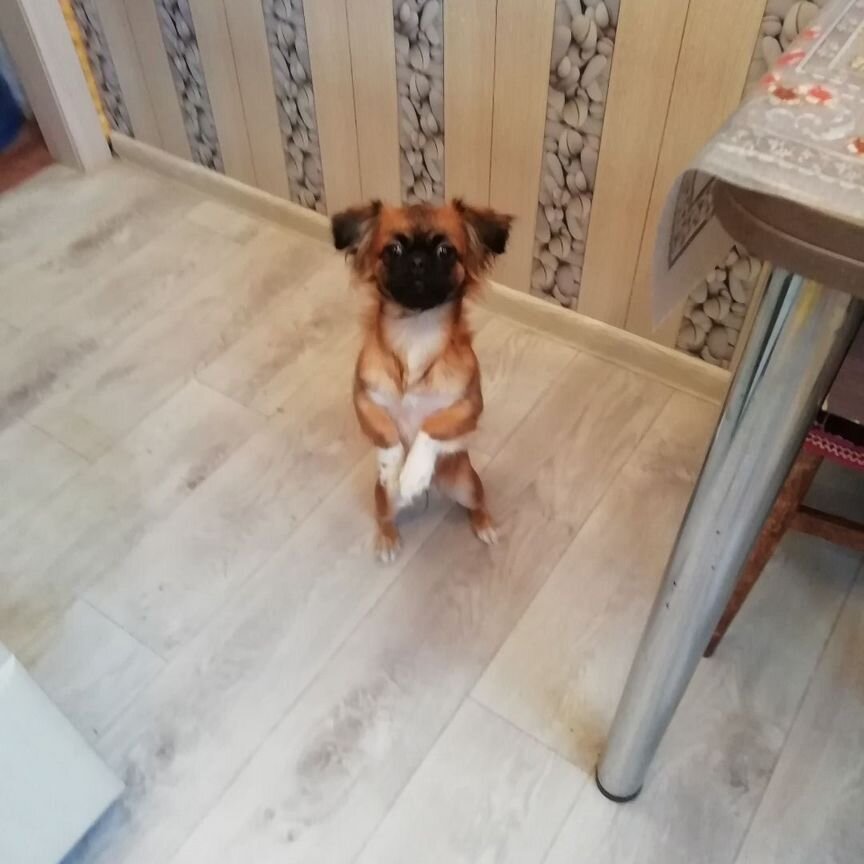 Продам собаку пекинес девочка