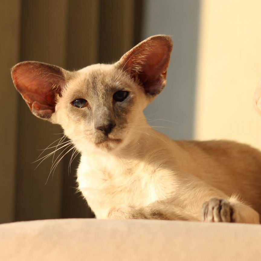 Ориентальная кошка, взрослая