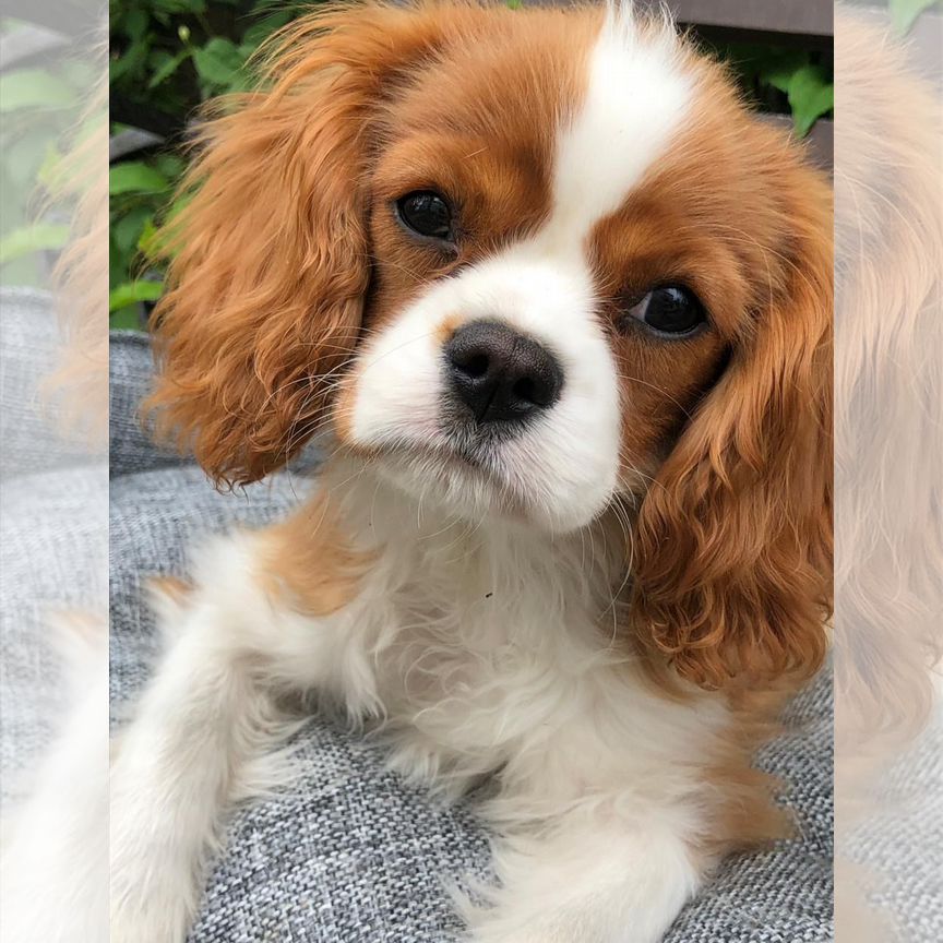Кавалер кинг-чарльз-спаниель, щенок