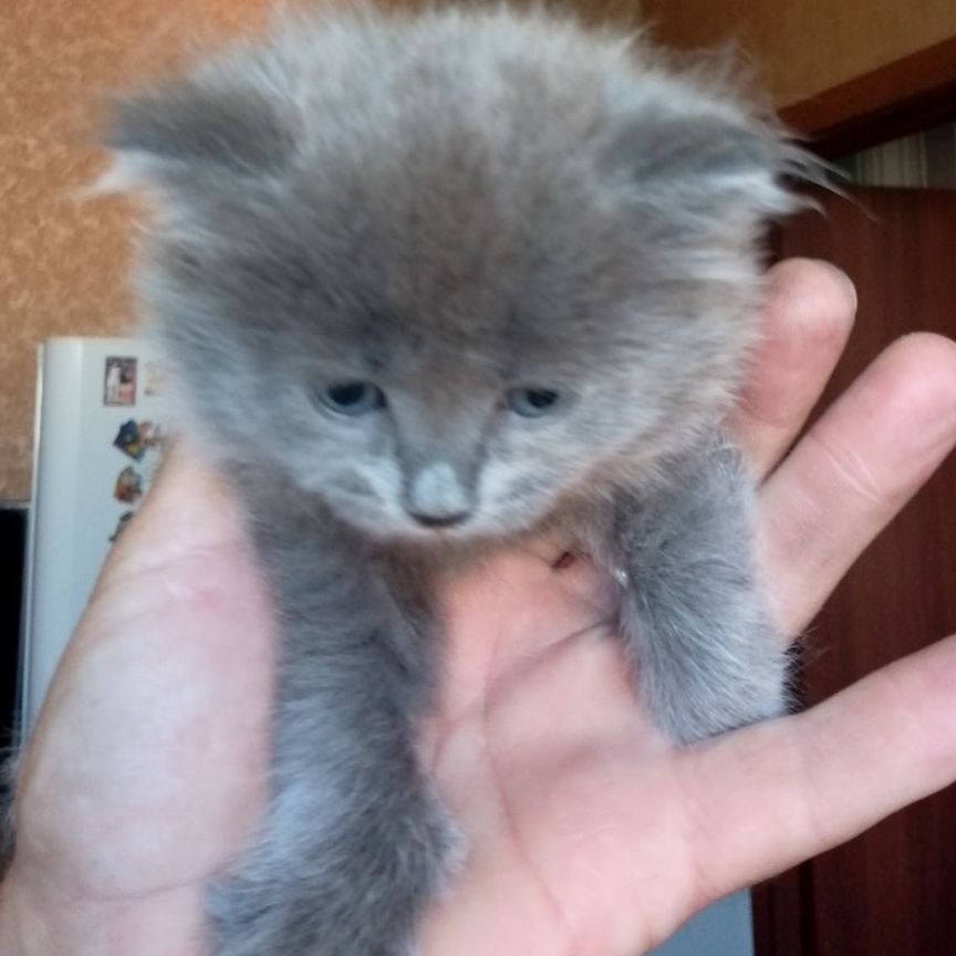 Котята в добрые руки бесплатно мальчик
