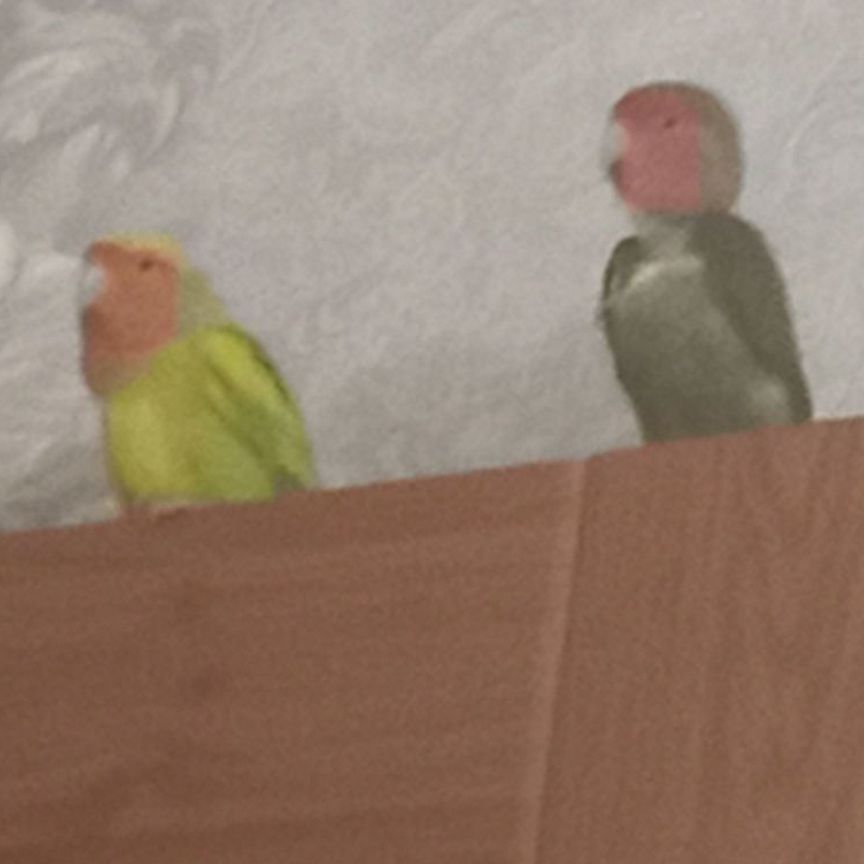 Попугайчики