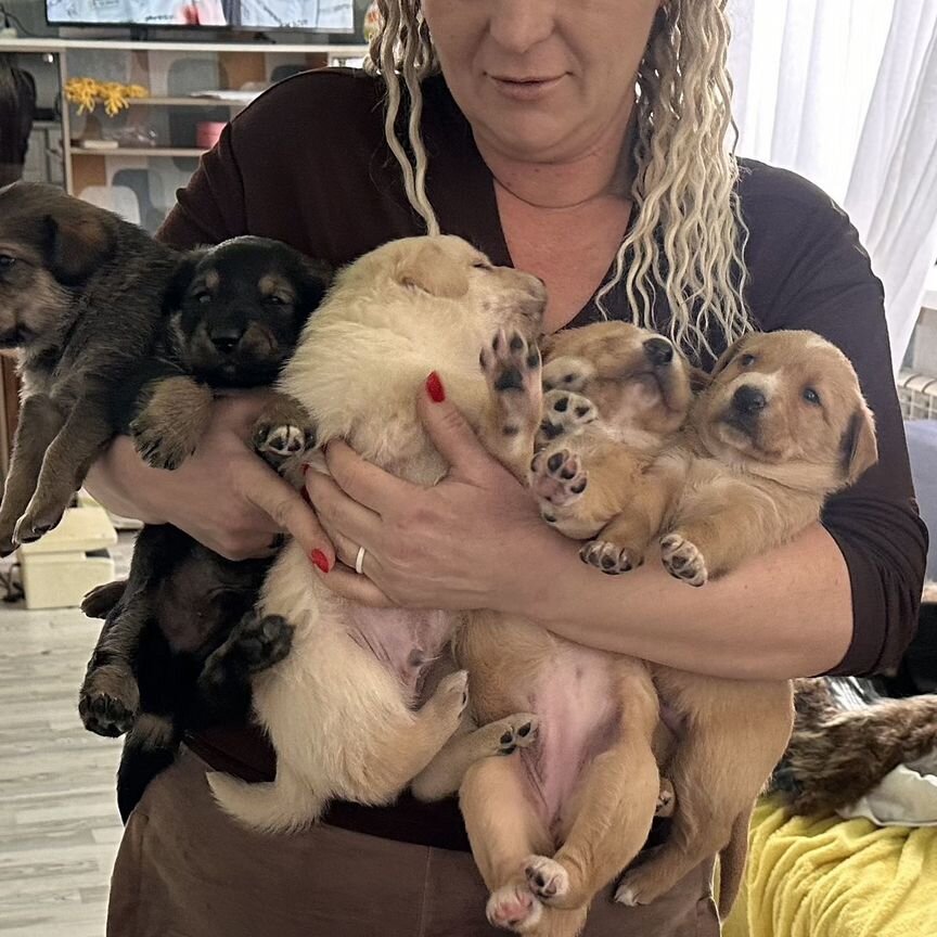 Щенок в добрые руки