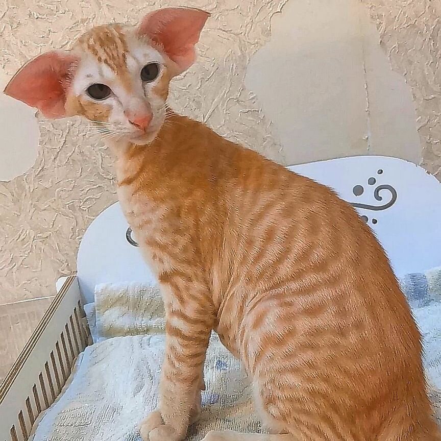 Ориентальные котята