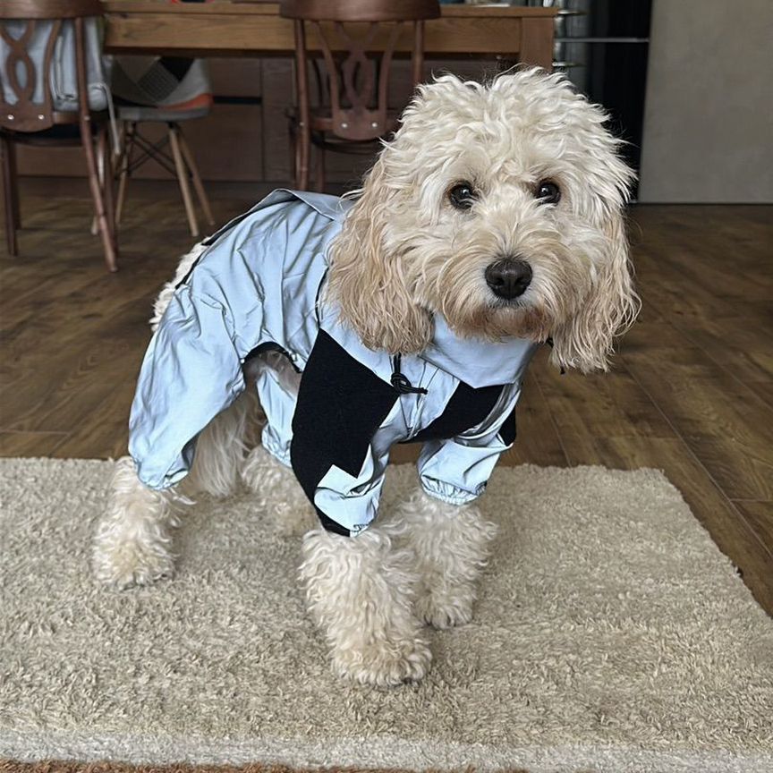 Дождевик для собаки