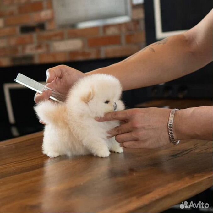 Чудо на ладони микро мишка померанский шпиц