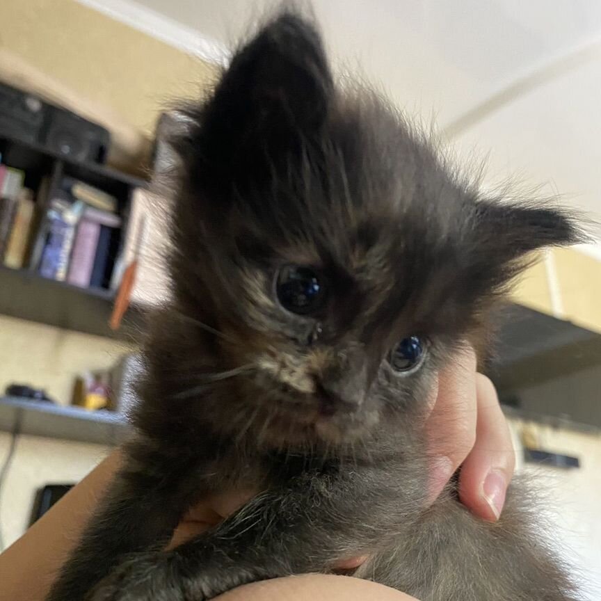 Котята 5 месяцев,хорошие,милые,трехцветные,девочки