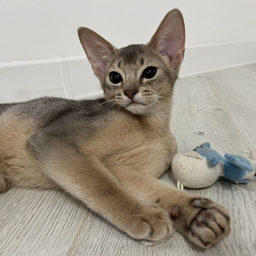 Абиссинский котёнок