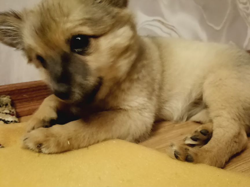 Собака помчи