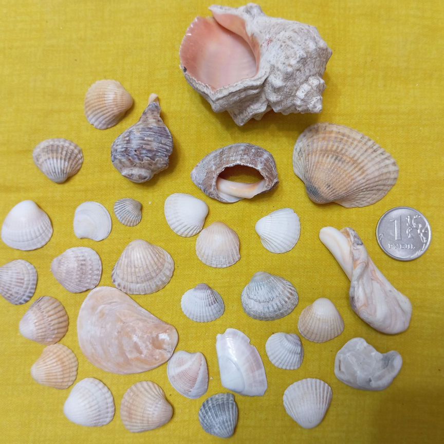 Ракушки для аквариума