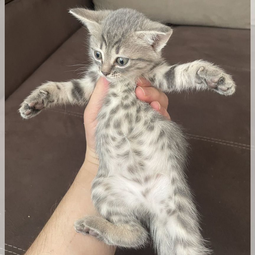 Британские котята