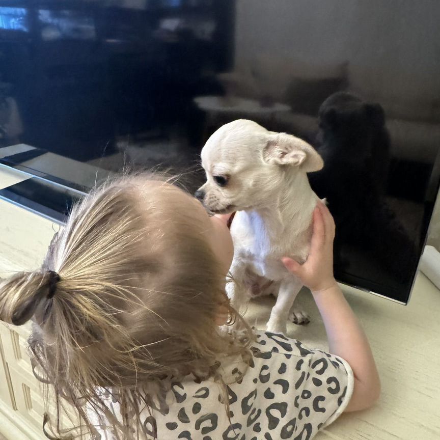 Собаки чихуахуа щенок