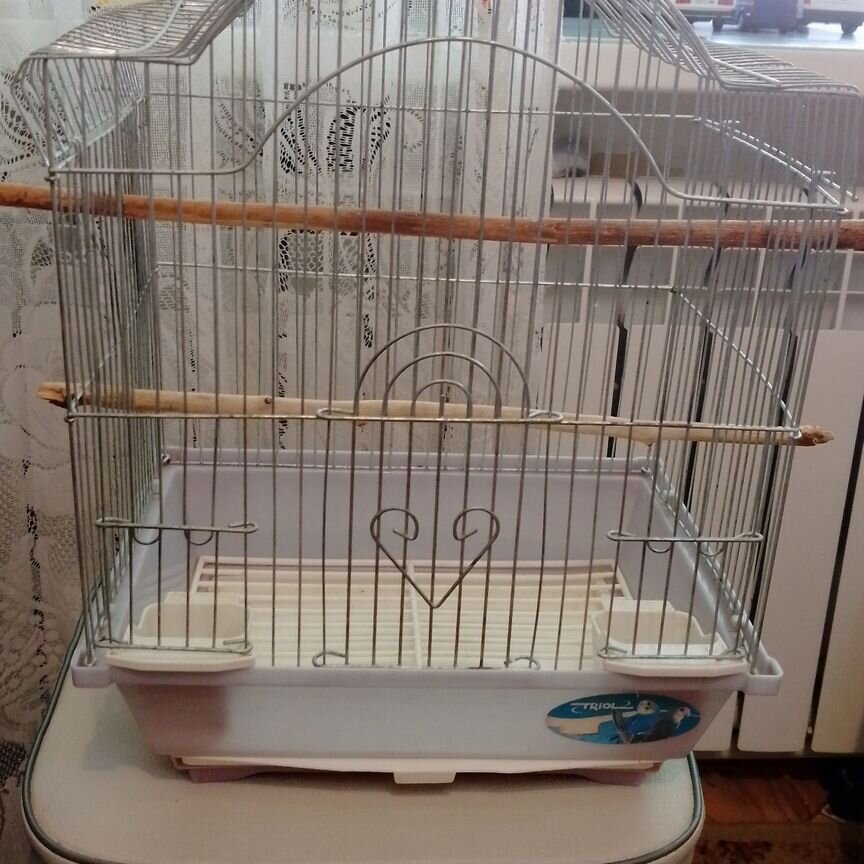 Попугай
