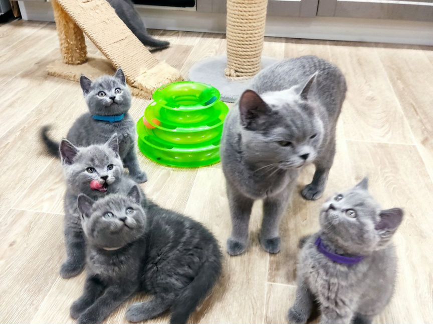 Британские котята