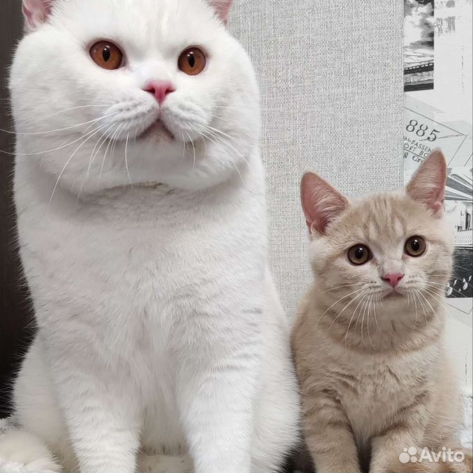 Британский кремовый котенок