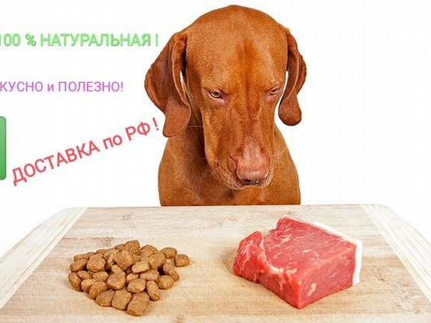 Питание Для Животных