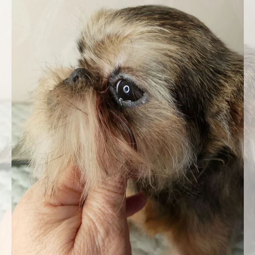 Брюссельский гриффон, щенок