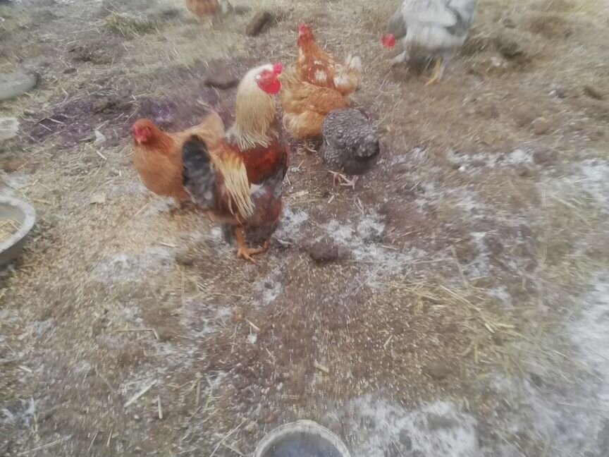 Продажа домашней птицы