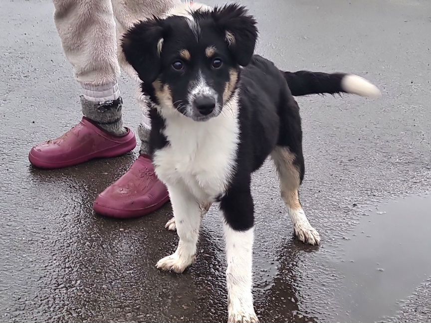 Гретта для Надёжных хозяев. Стерилизация в дар