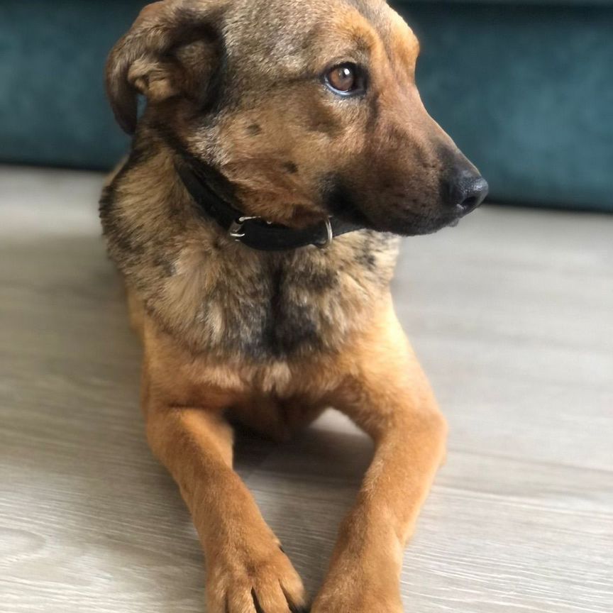 Собака в добрые руки