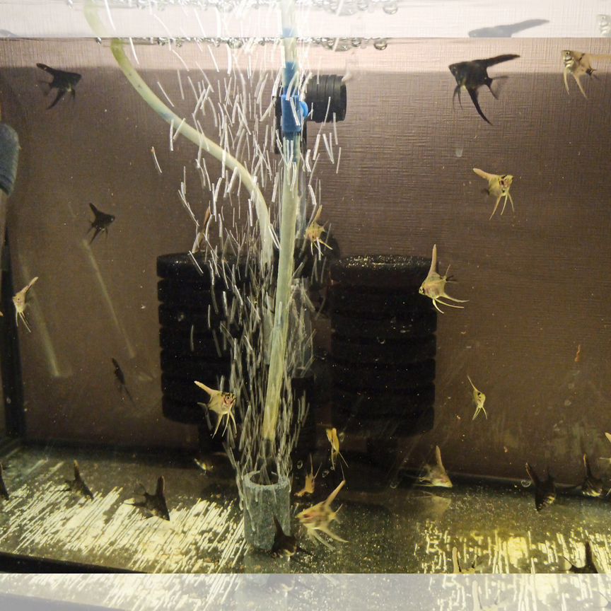 Рыбки скалярии