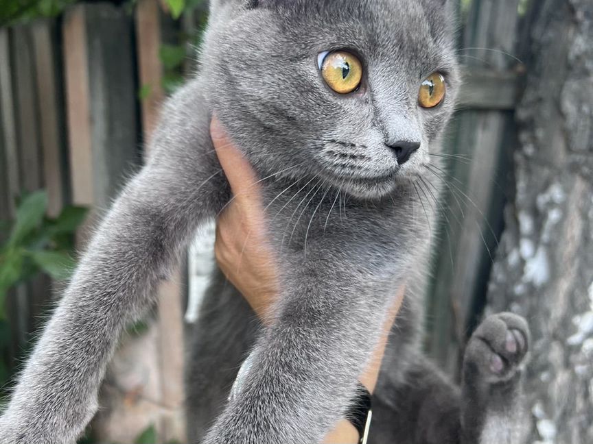 Кошечка В добрые руки