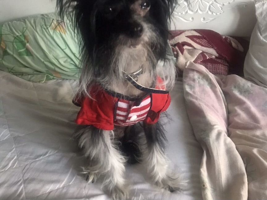 Отдадим собаку китайская хохлатая