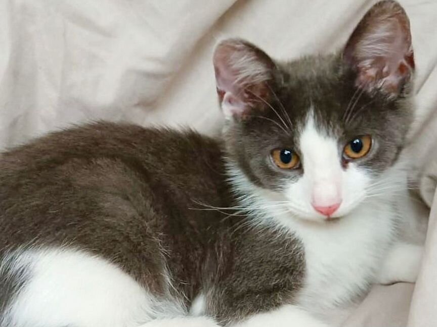 Ласковый котенок (девочка, 2,5мес) в добрые руки
