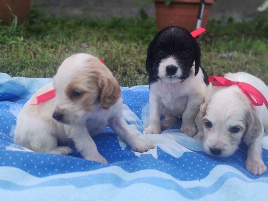 Щенки русского охотничьего спаниеля