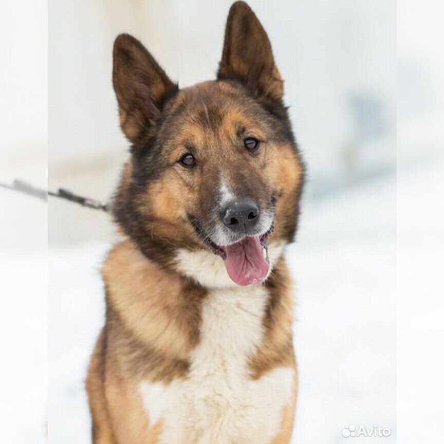 Пёс Каштан в добрые руки