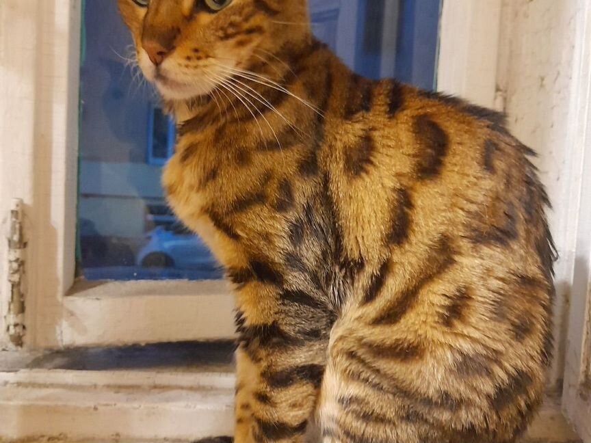 Кот бенгал в добрые руки