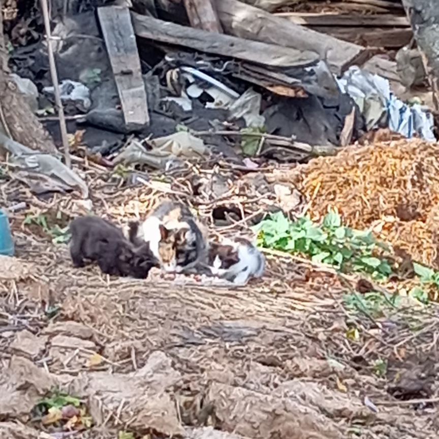 Котенок кошечка 1,5 мес в добрые ручки
