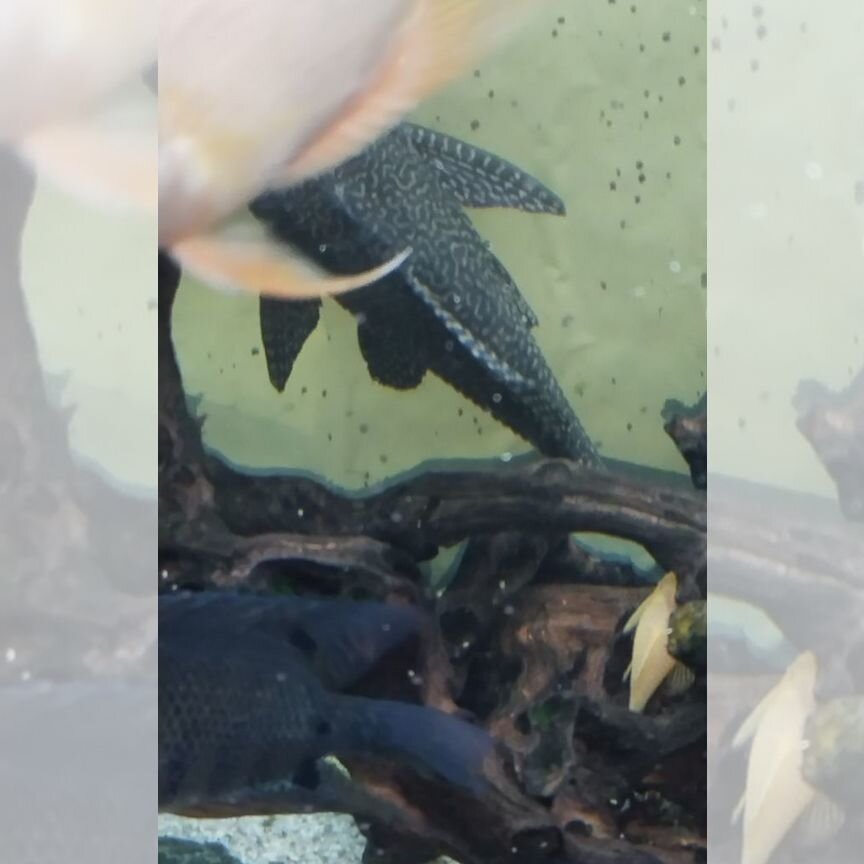 Парчовые птеригоплихты