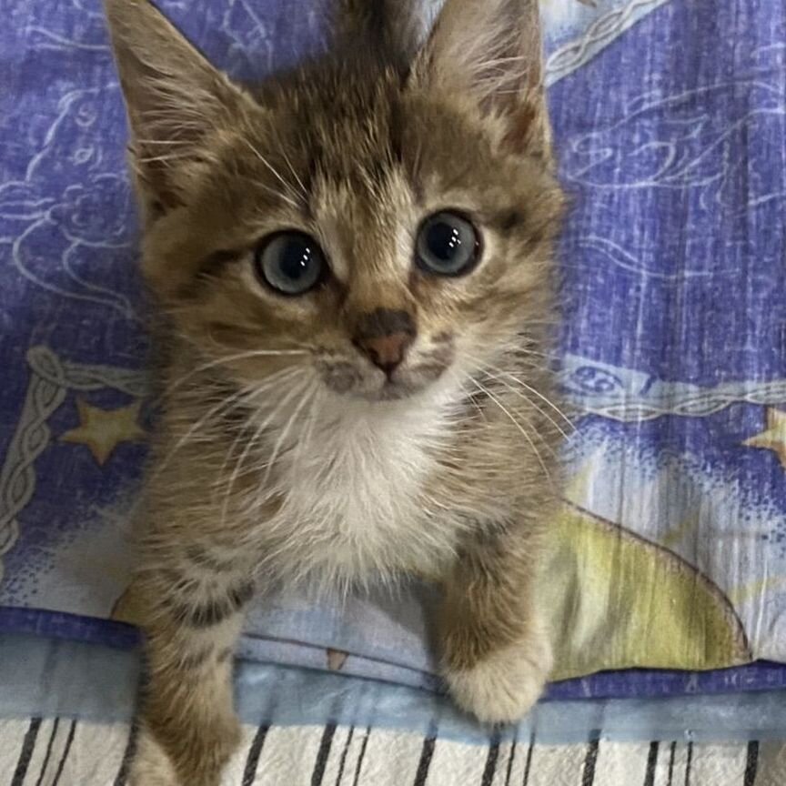 Котенок-лисенок