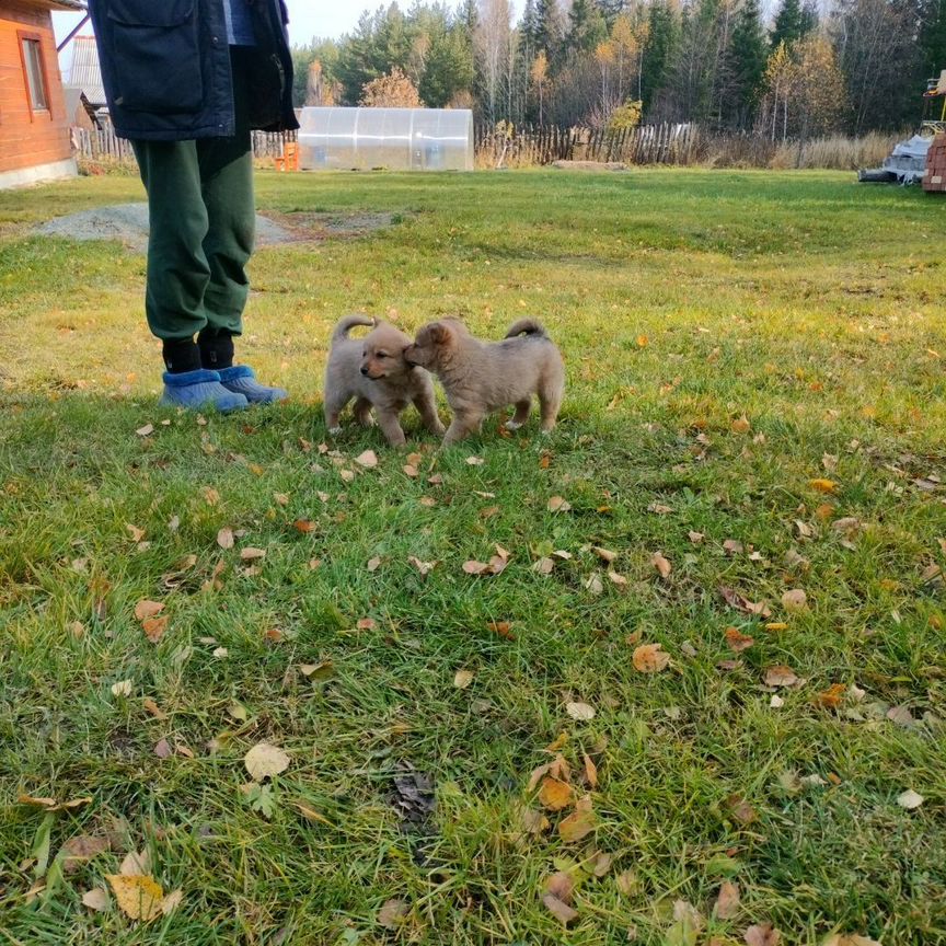 Щенки корело финская лайка