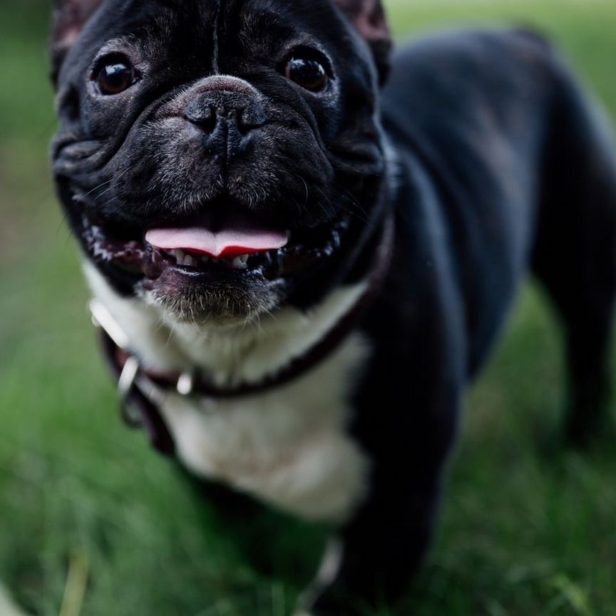 Вязка французский бульдлг