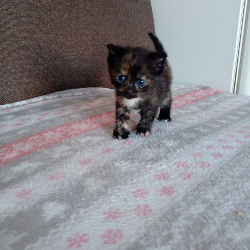 Отдам котят в добрые руки