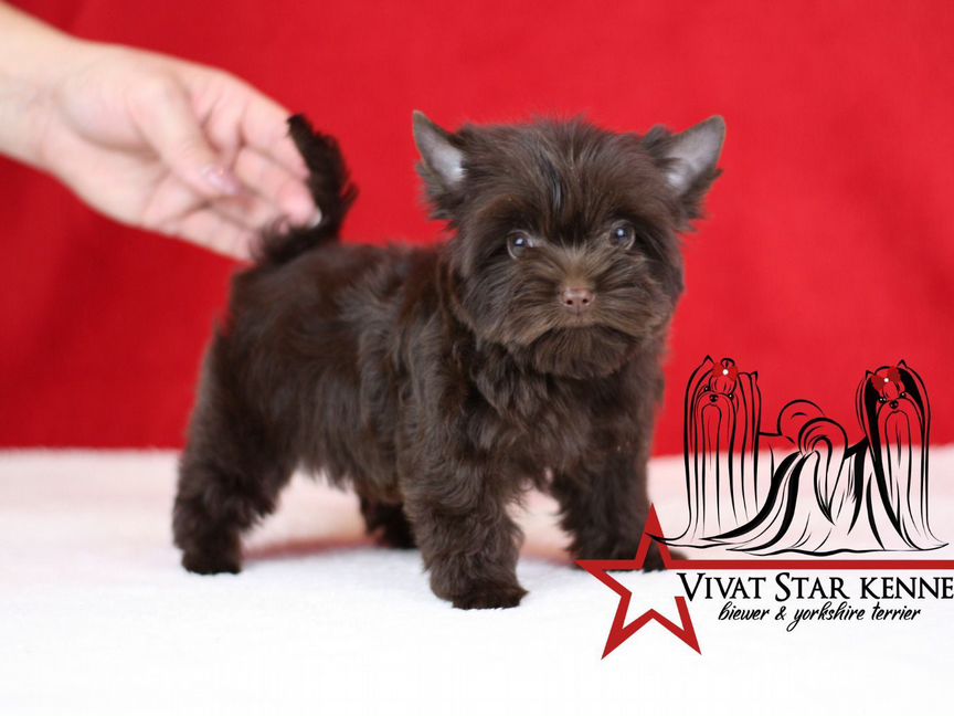 Шоколадные йорки