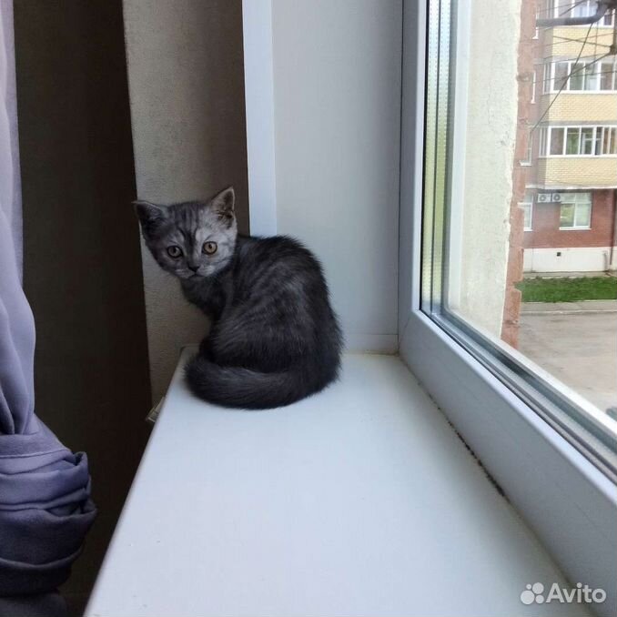 Кошки шотландцы