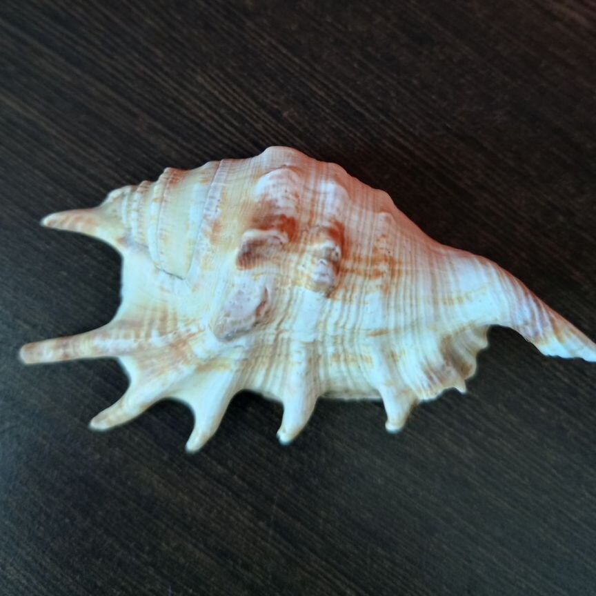 Ракушка морская