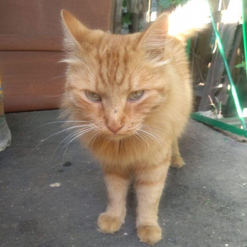 Рыжий котик